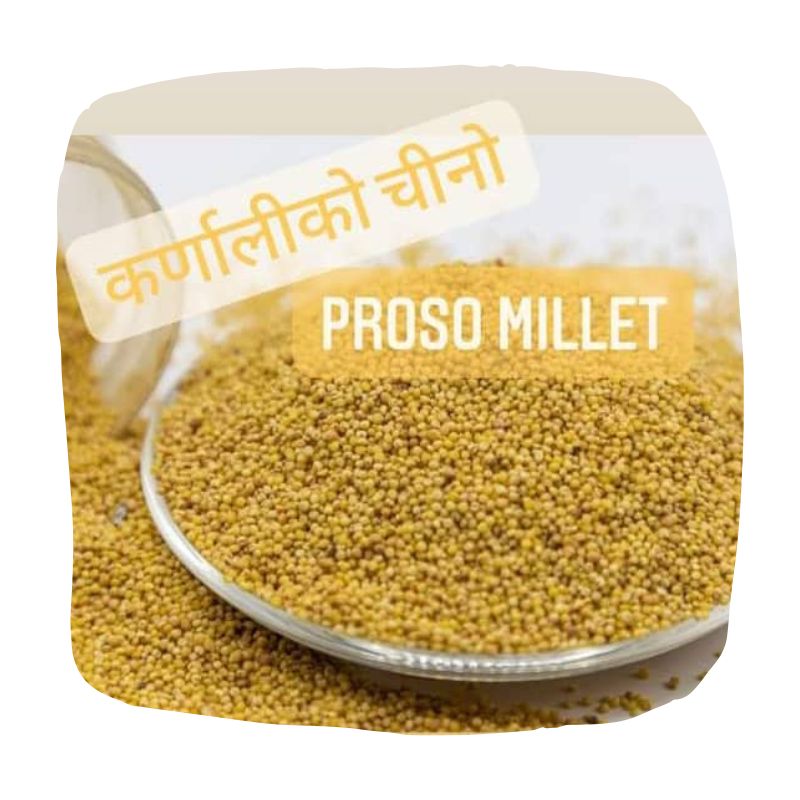 कर्णालीको चिनो Proso Millet Price in Nepal | Online Tarkari Pasal